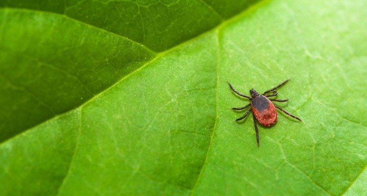 Lyme Disease: 7 Powerful Insights Into Causes and Symptoms